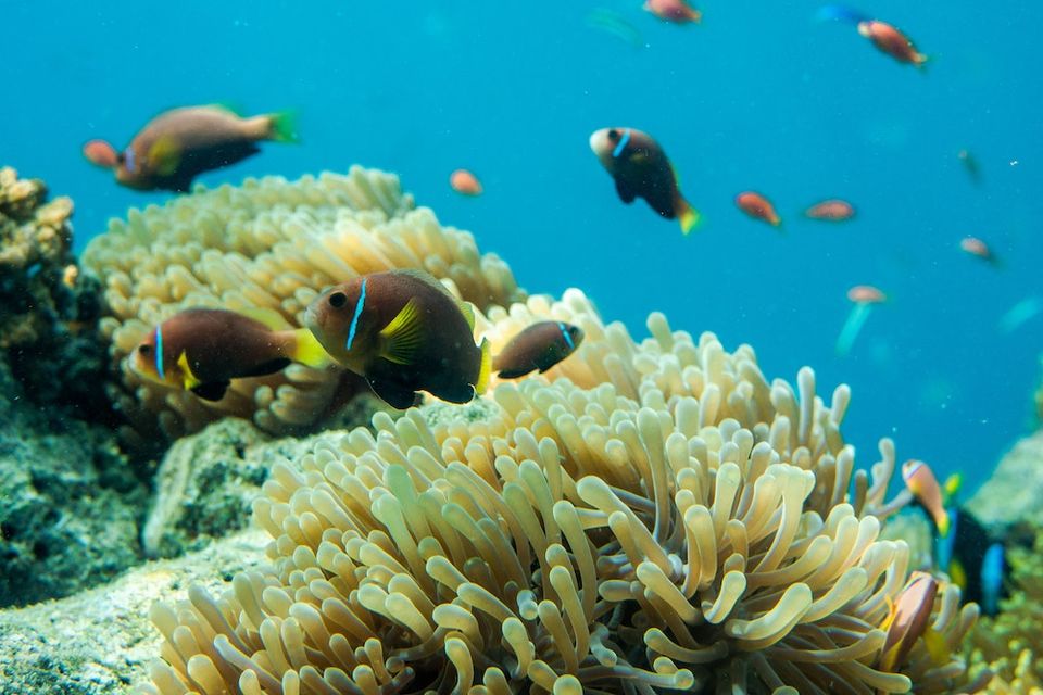 Maldives Fishing Charter